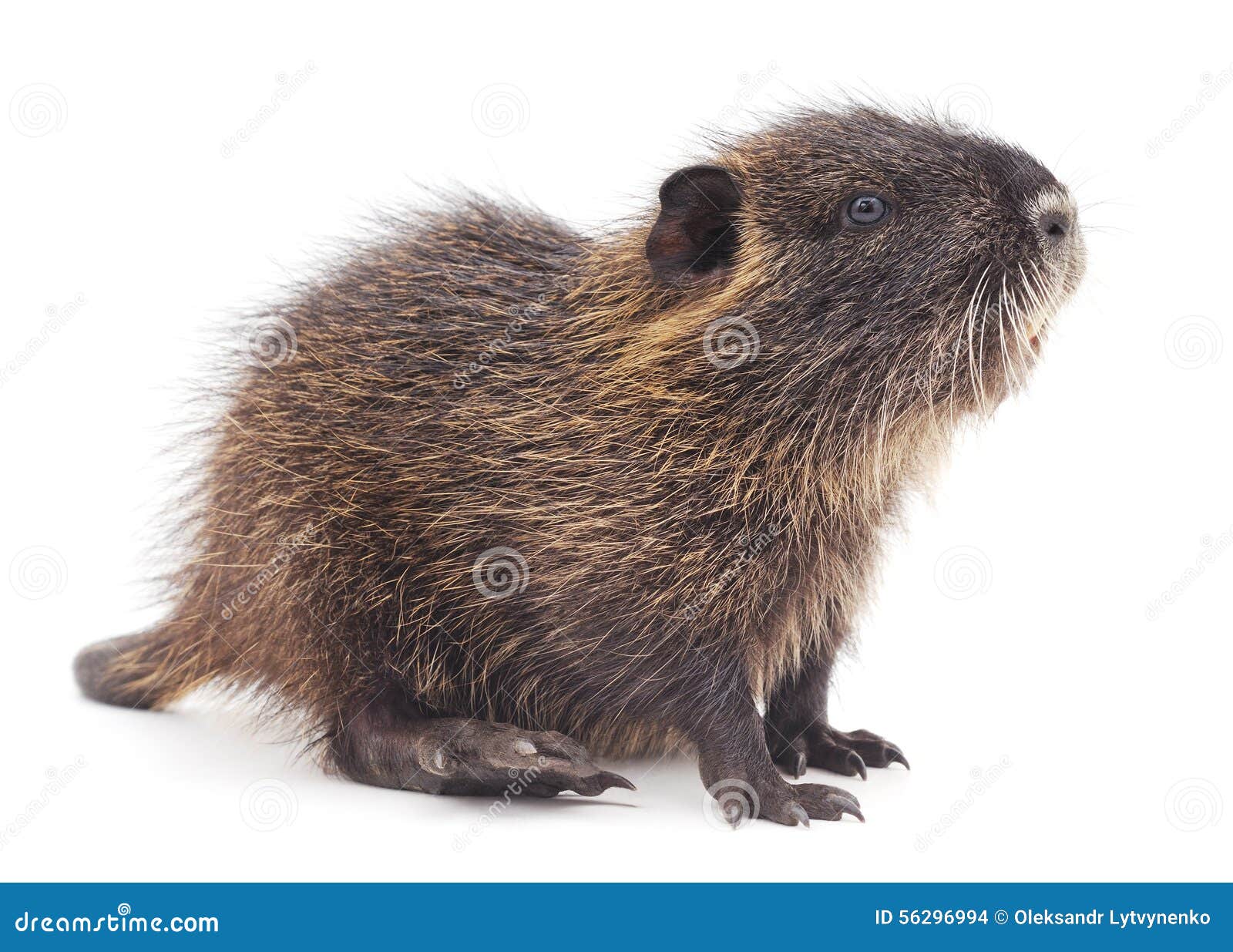 Baby Nutria. Royalty-Free Stock Photo | CartoonDealer.com #72550215