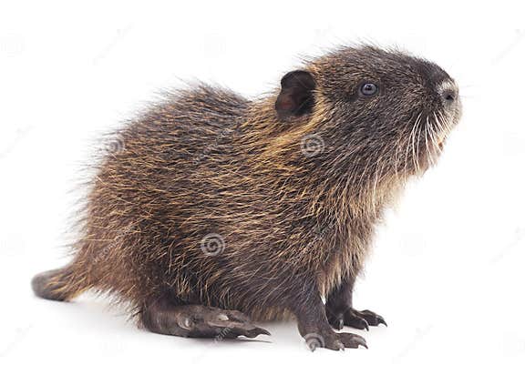 Baby nutria. stock photo. Image of mammal, background - 56296994
