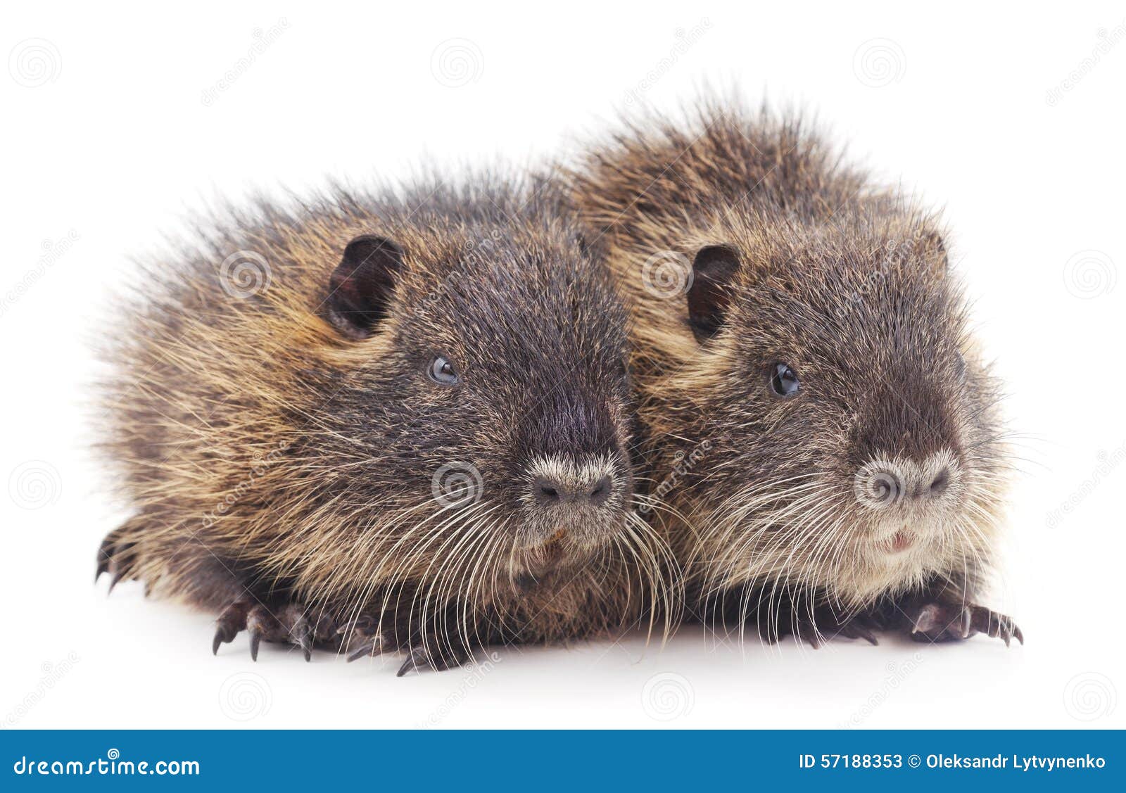 Baby Nutria. Royalty-Free Stock Photo | CartoonDealer.com #72550215