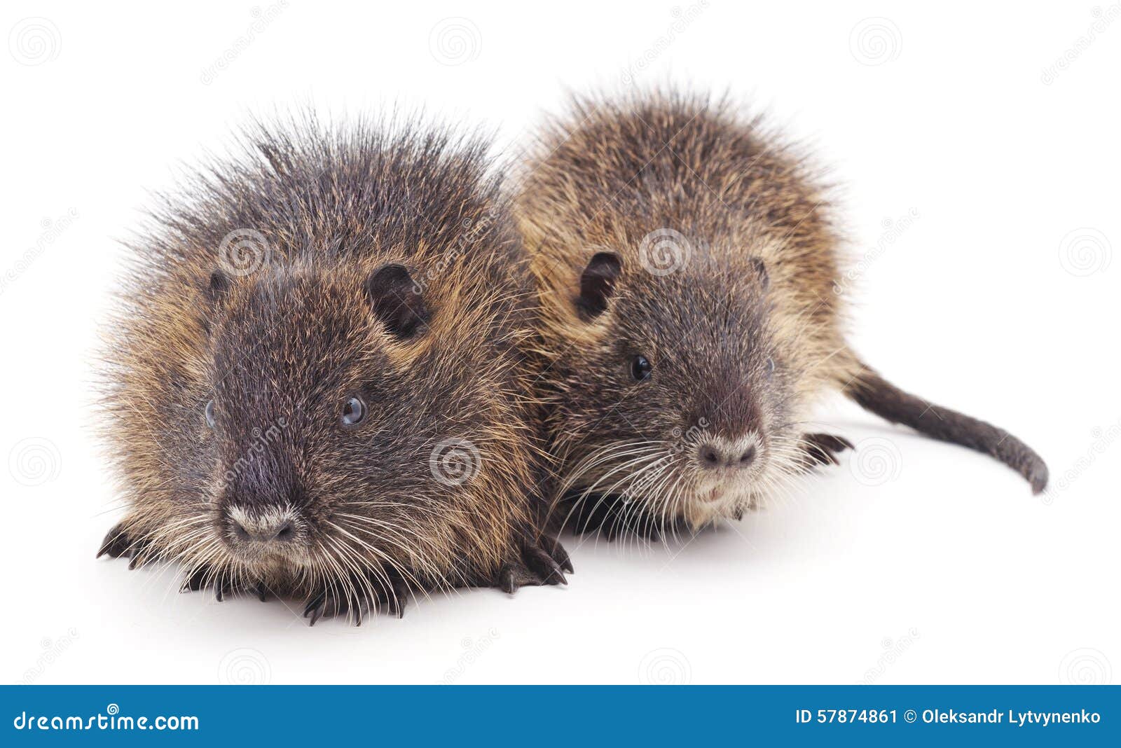 Baby Nutria. Stock Image | CartoonDealer.com #57188353
