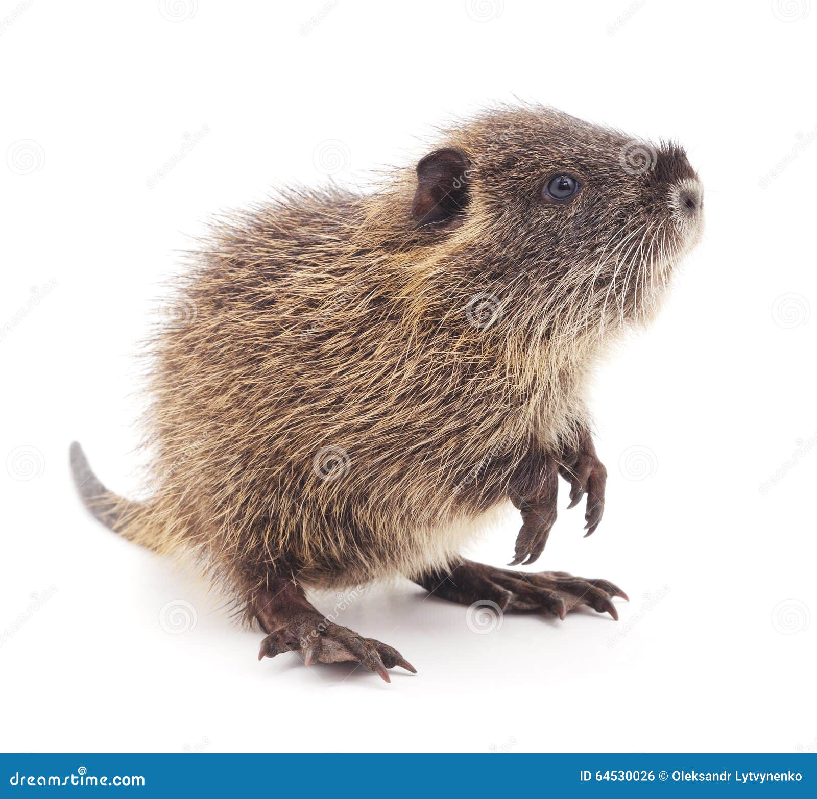 Baby nutria. stock photo. Image of small, nutria, closeup - 64530026