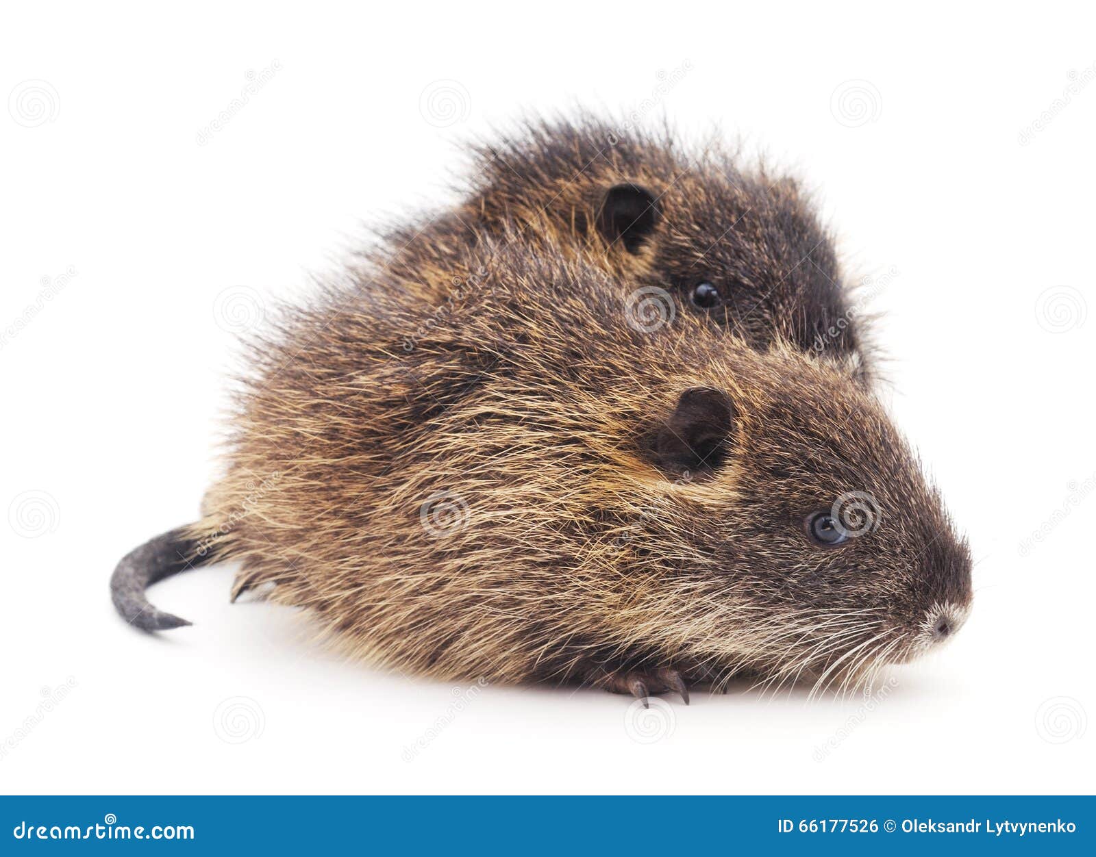 Baby Nutria Isolated On White Background. One Brown Coypu Myocastor ...