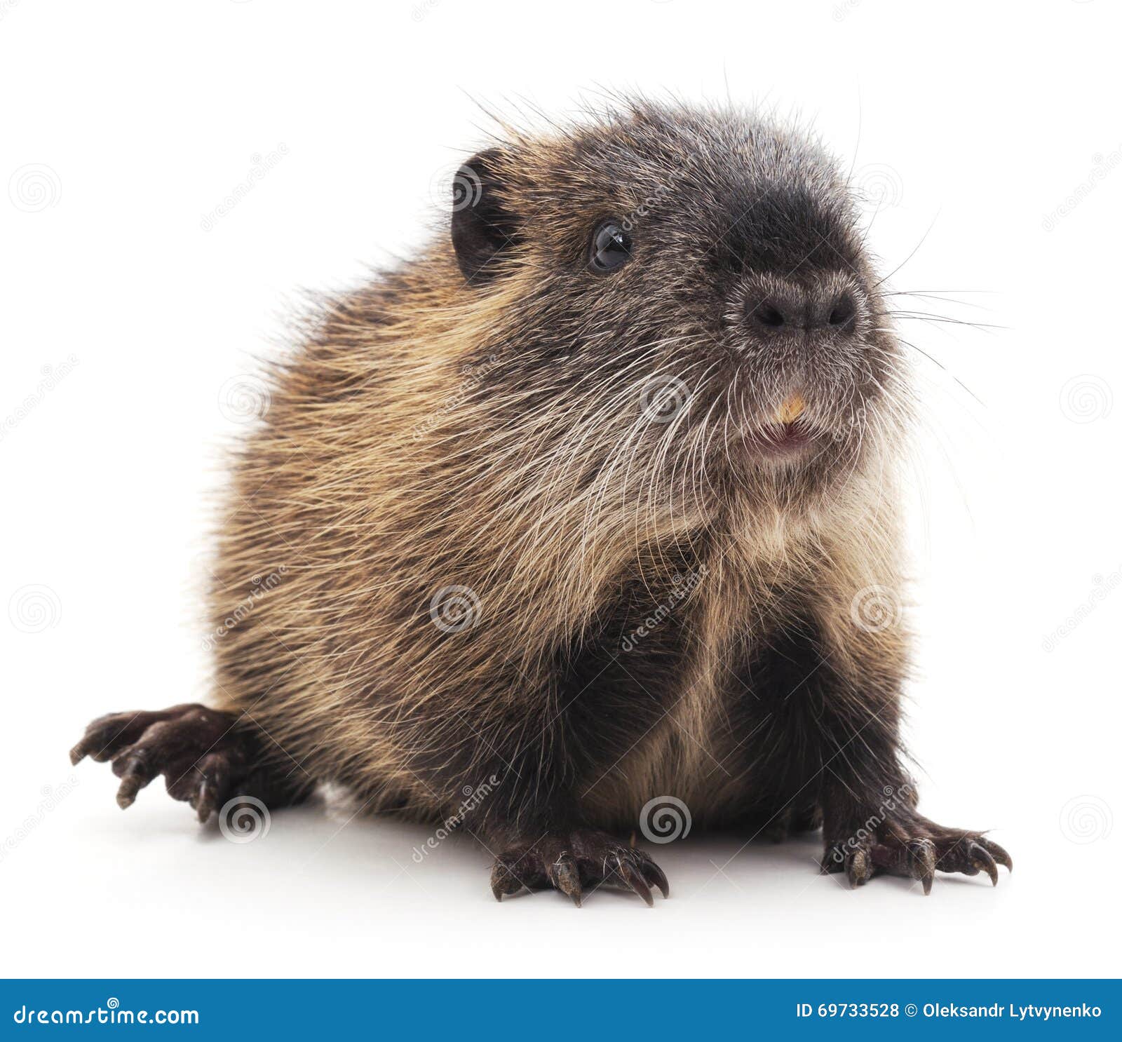 Baby Nutria. Stock Image | CartoonDealer.com #102334567