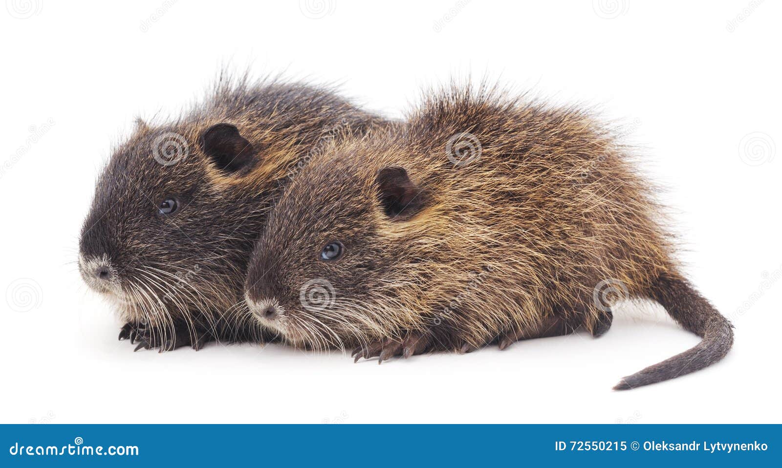 Baby Nutria. Royalty-Free Stock Photo | CartoonDealer.com #72550215