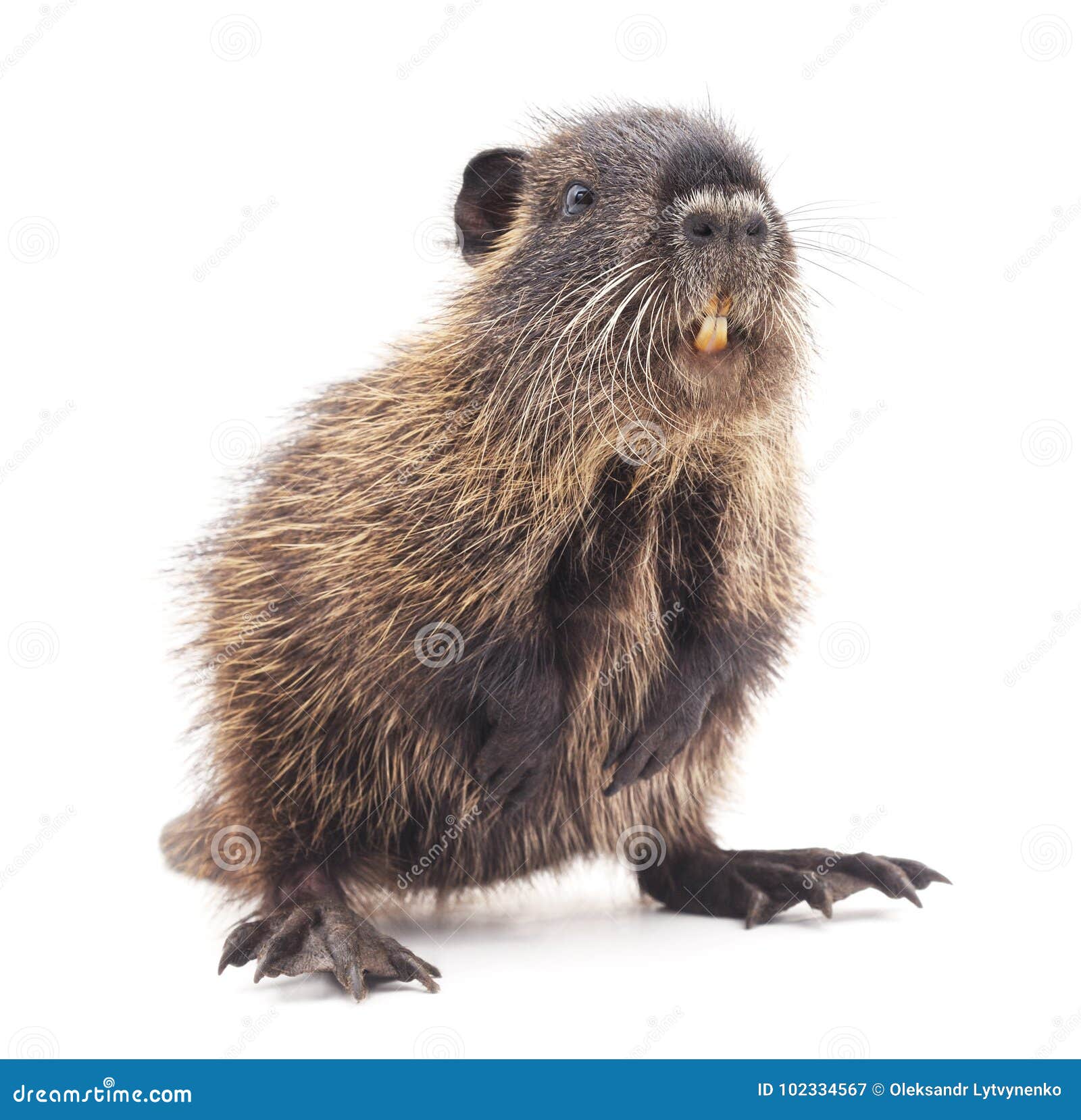 Baby nutria. stock image. Image of rodent, farm, posterity - 102334567