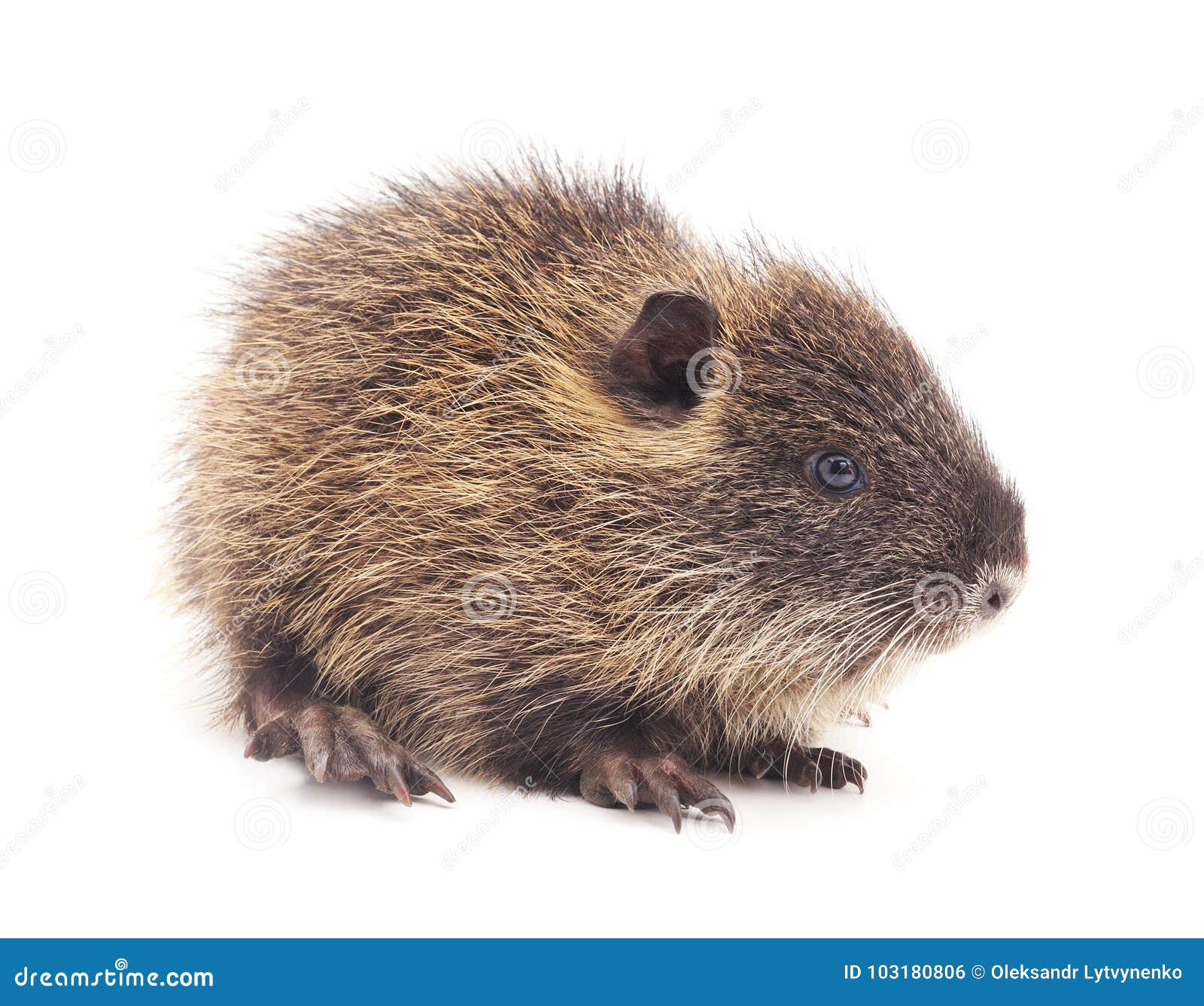 Baby Nutria Stock Photos - Royalty Free Pictures
