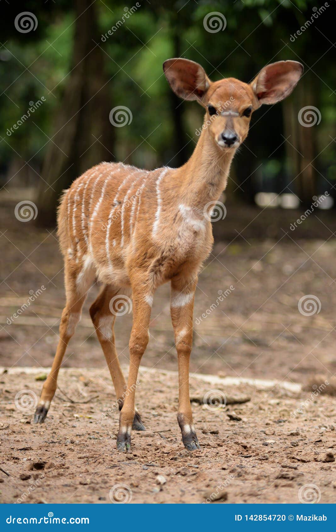 Cute little baby nyala stock photo. Image of grass, fauna - 142854720