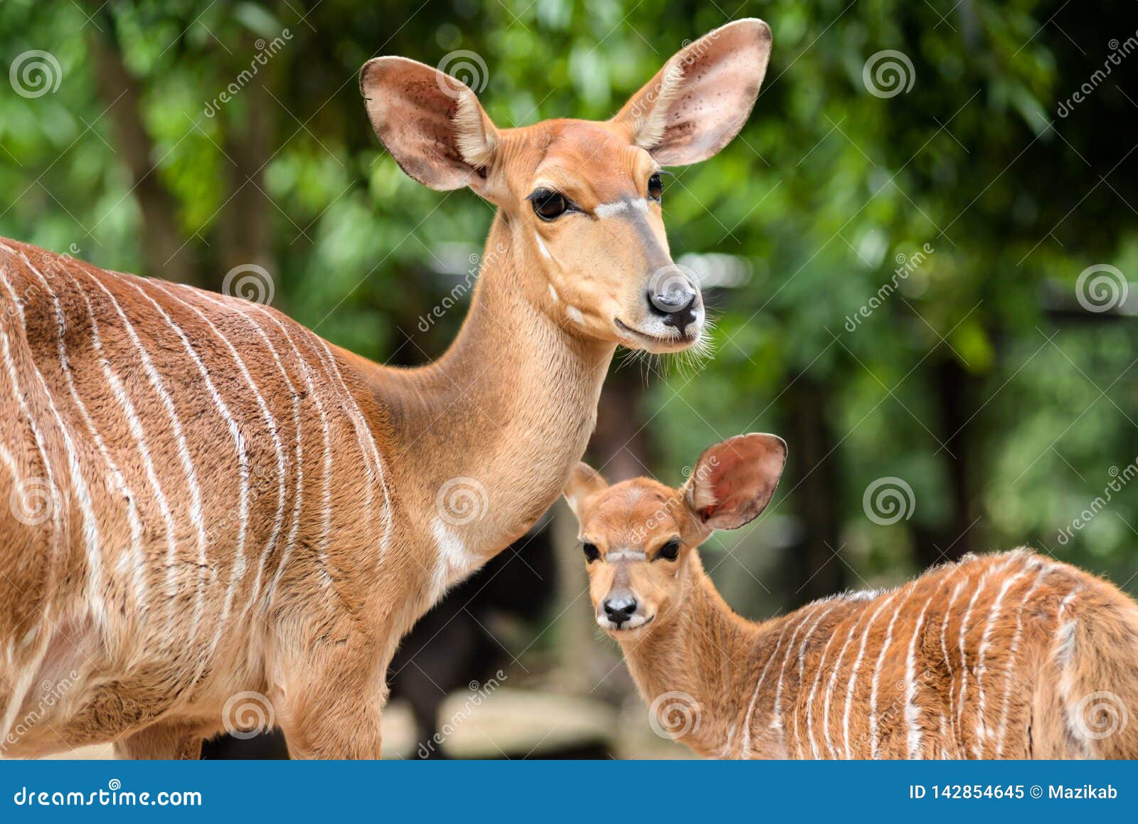 Baby nyala stock image. Image of mother, conservation - 142854645