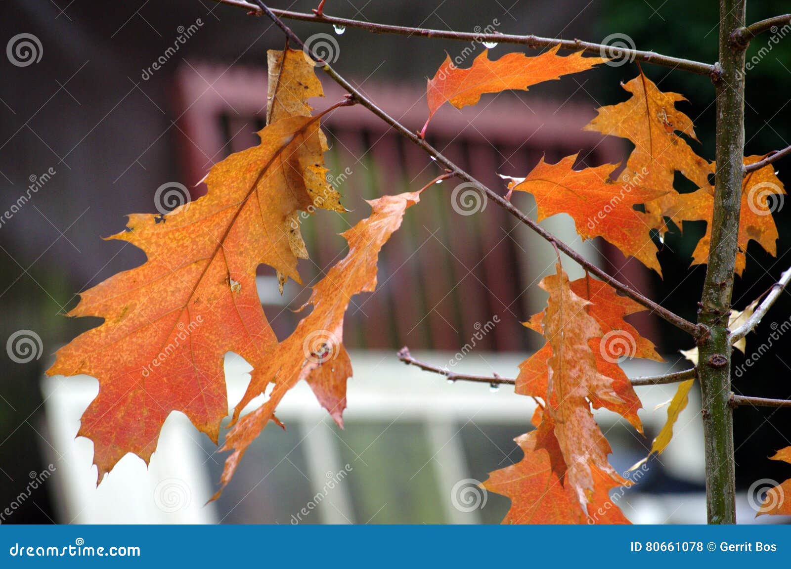 Baby oak leaves in autumn stock photo. Image of autumn - 80661078