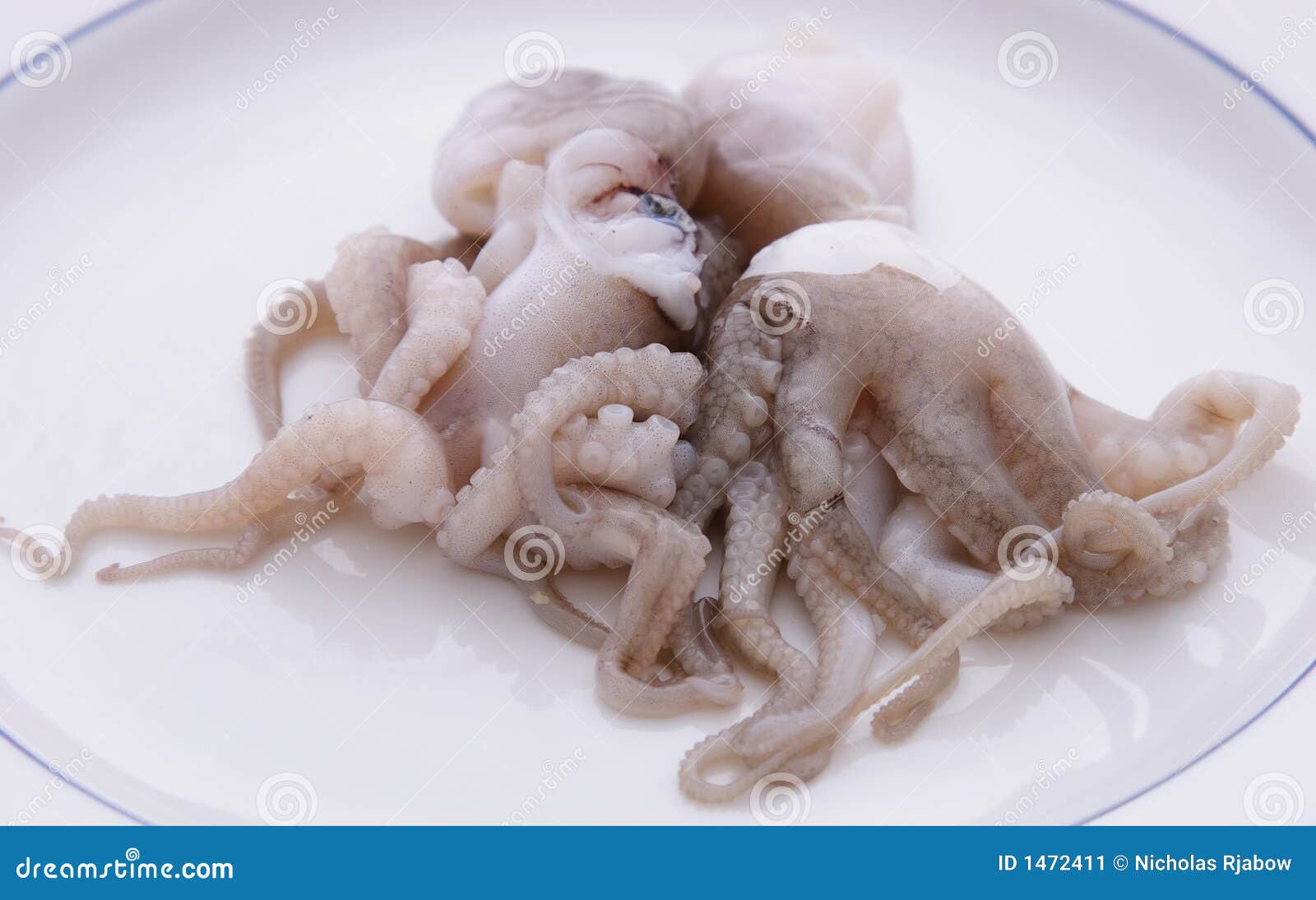 Baby Octopus stock image. Image of seafood, bodies, plate - 1472411