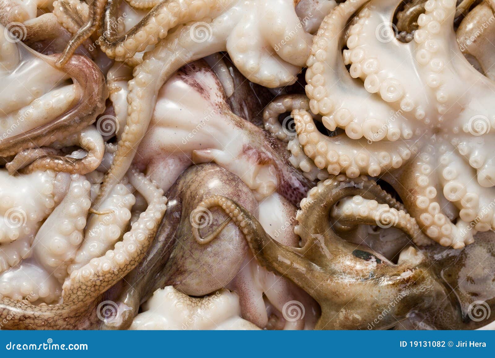 Baby octopus stock photo. Image of fish, meat, seafood - 19131082