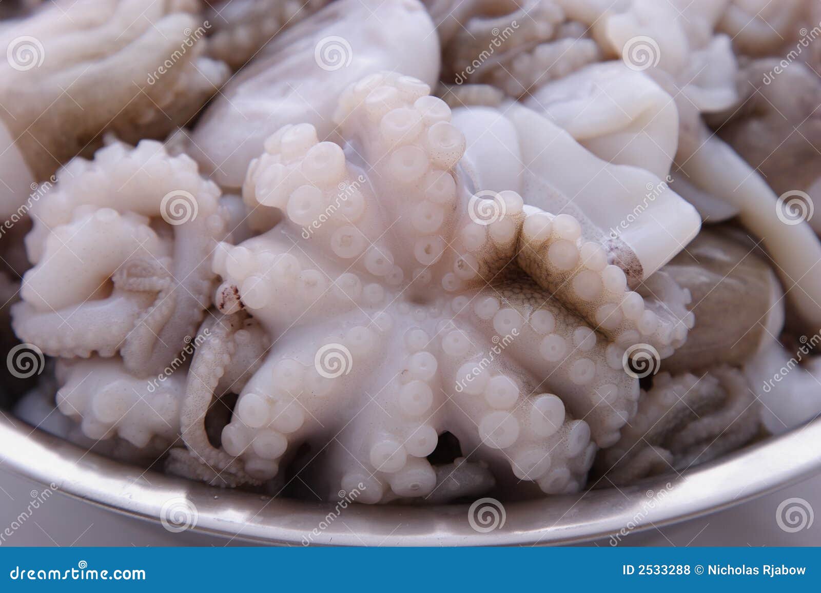 Baby Octopus stock photo. Image of octopus, tentacles - 2533288