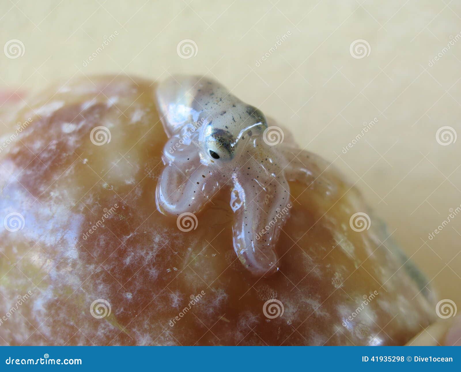 Baby Octopus stock photo. Image of shell, seashell, live - 41935298