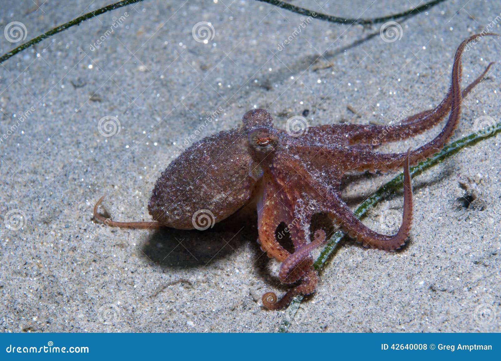 Baby Octopus stock photo. Image of underwater, sand, wild - 42640008