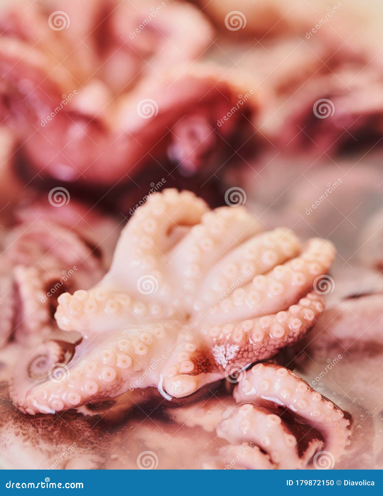 Cephalopods Texture, Many Colorful Octopus Royalty-Free Stock Photo ...