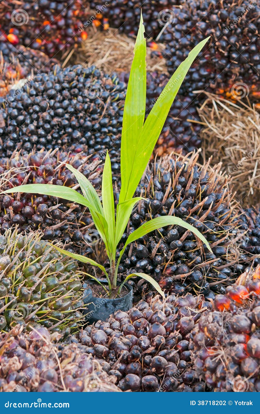 Baby oil palm tree stock photo. Image of agriculture - 38718202