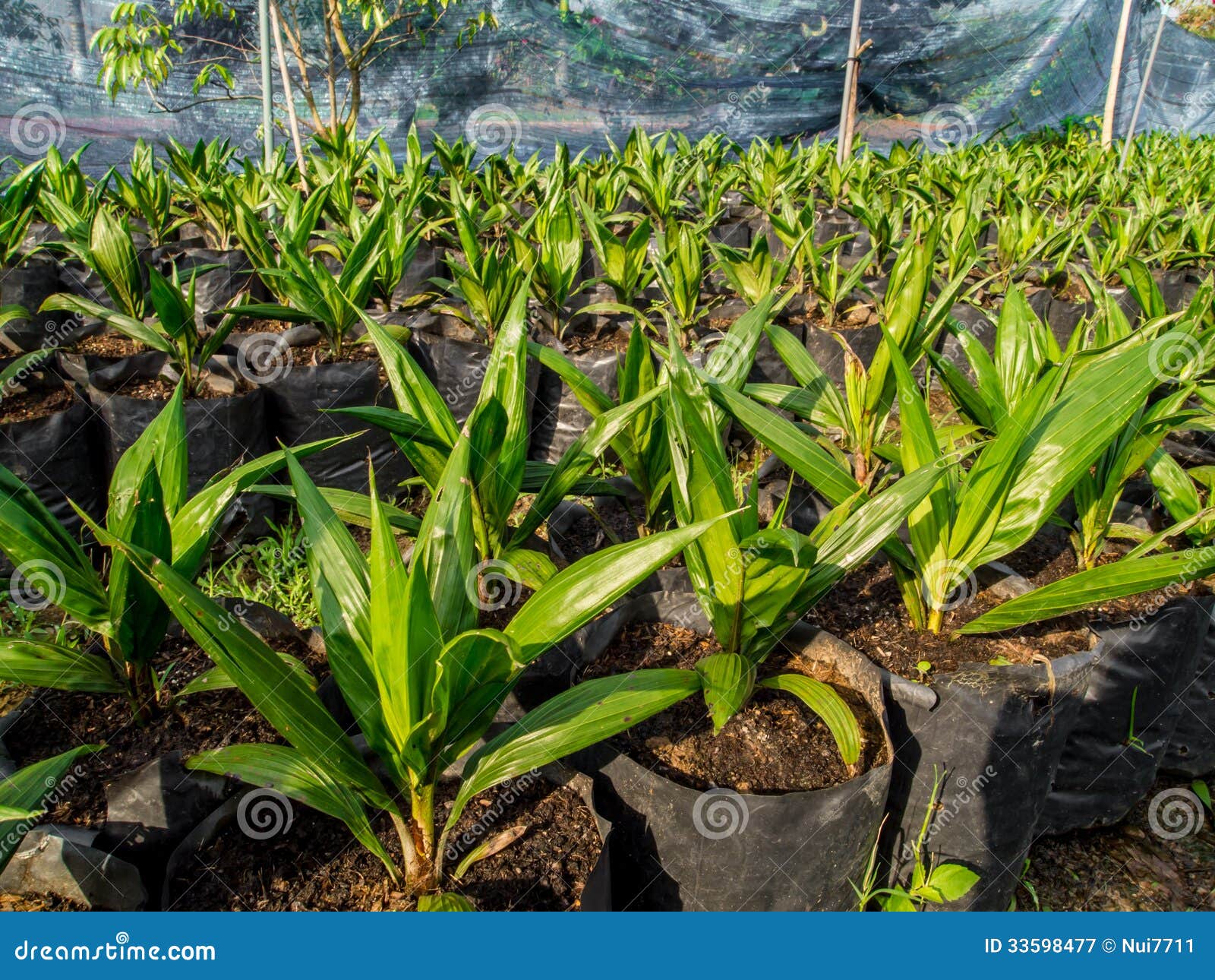 Baby oil palm trees stock image. Image of gardens, agriculture - 33598477