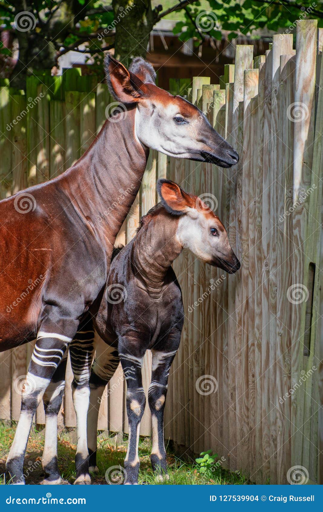 Baby Okapi with her mum stock photo. Image of okapi - 127539904