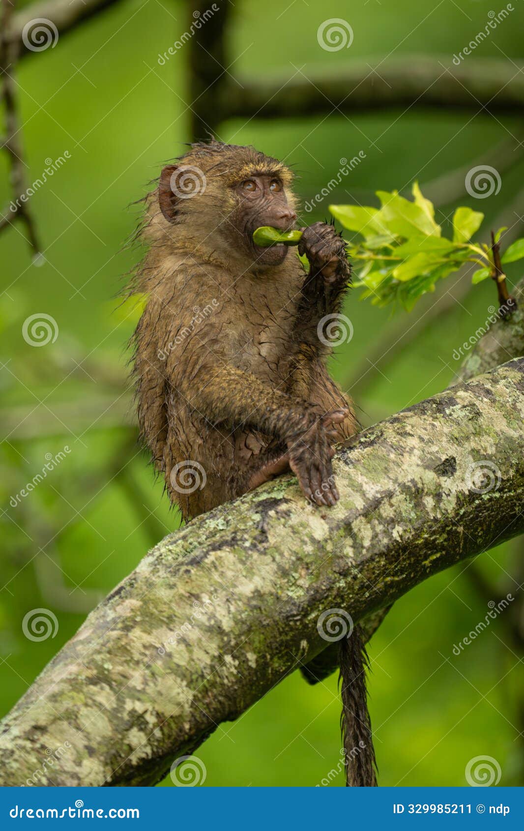 Baby Olive Baboon Eats Leaves in Tree Stock Image - Image of mara ...