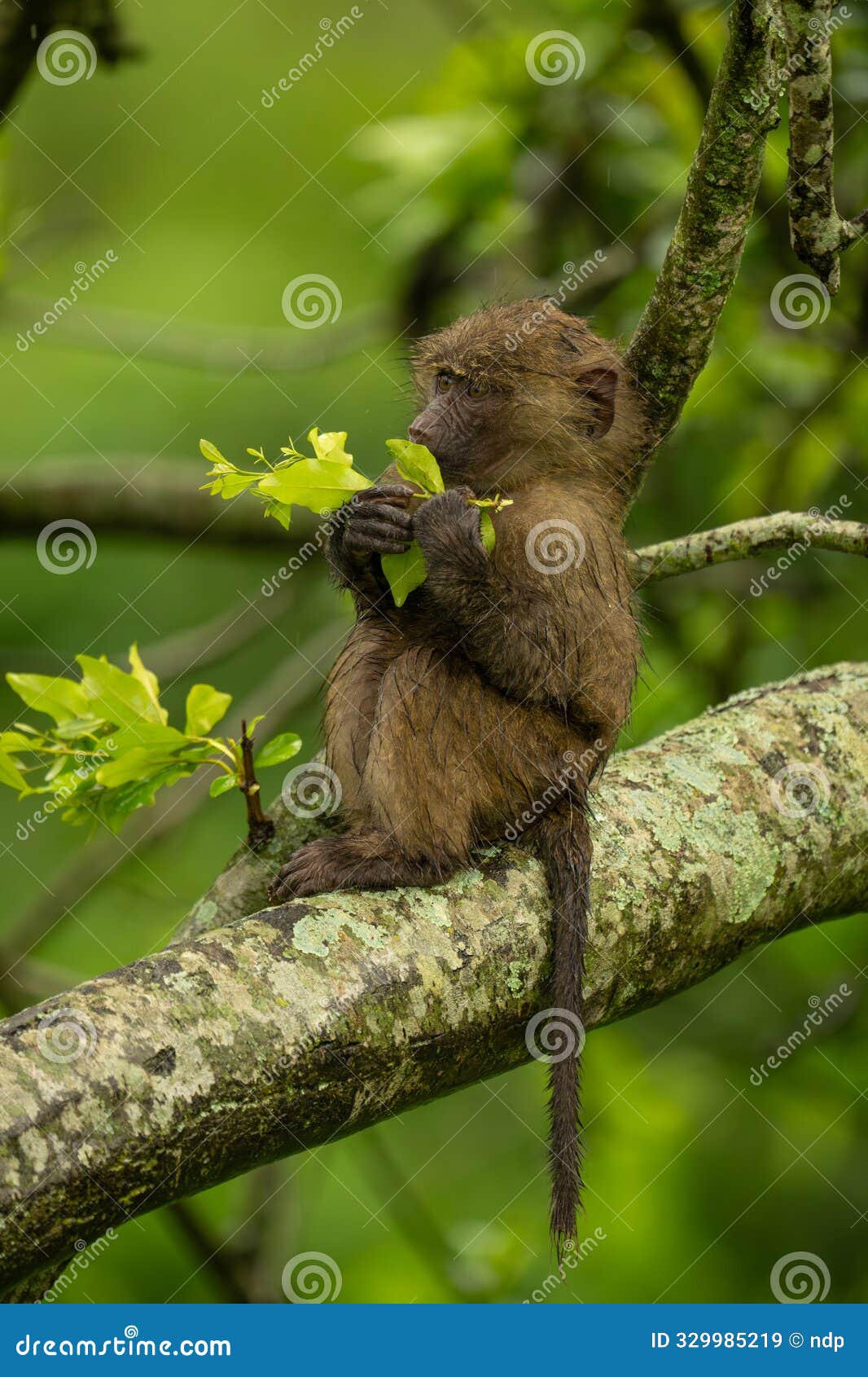 Baby Olive Baboon Holding Branch in Tree Stock Image - Image of plains ...