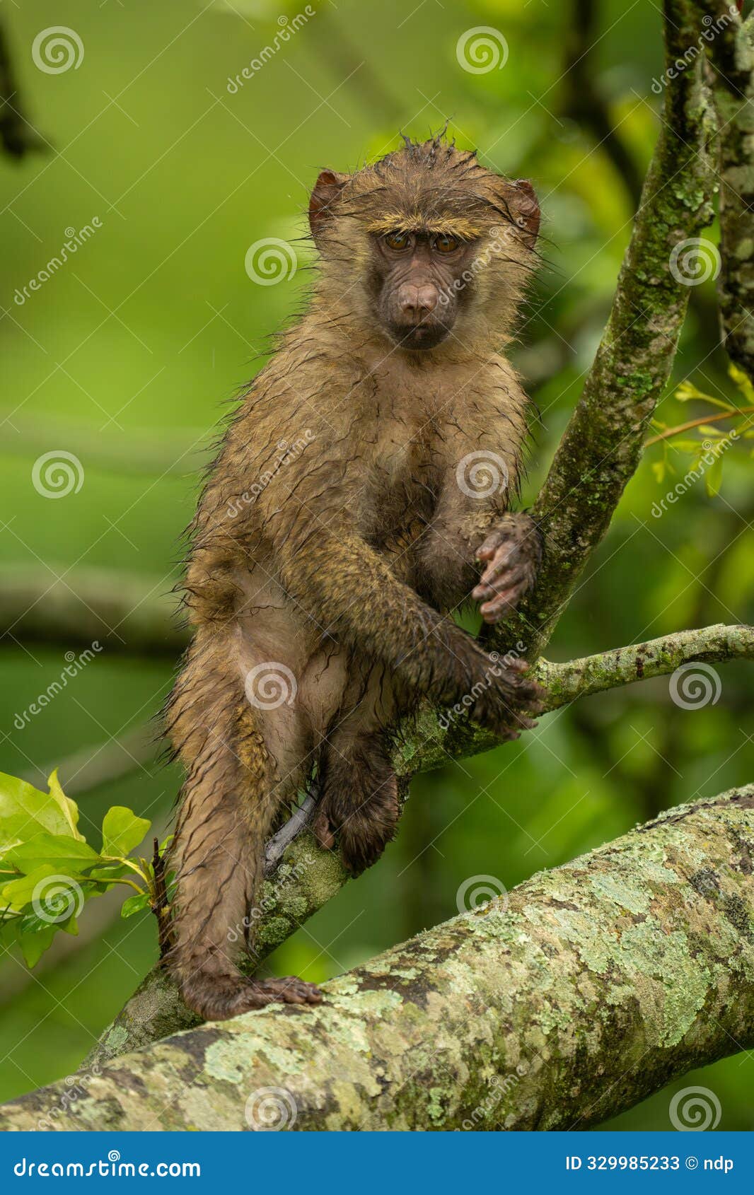 Baby Olive Baboon Leans Against Tree Branch Stock Image - Image of ...