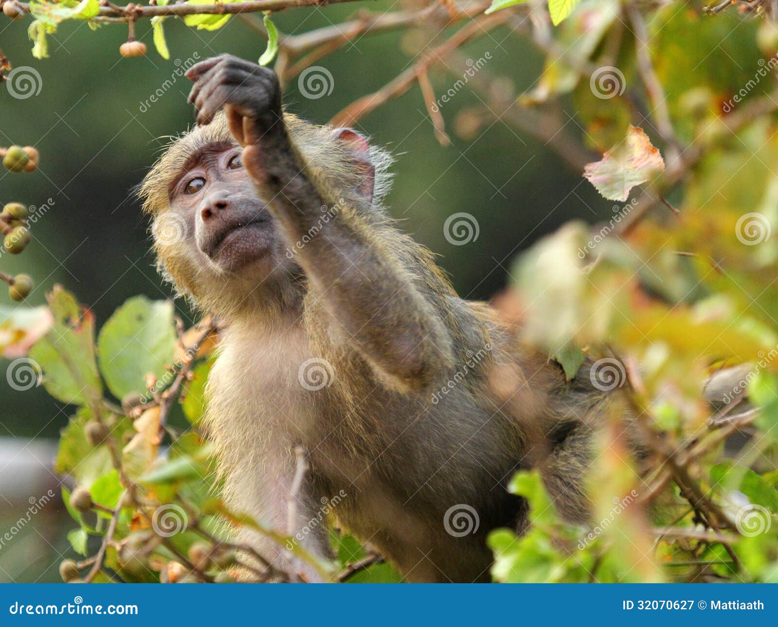 Baby Olive Baboon (Papio Anubis) Feeding Stock Image - Image of papio ...