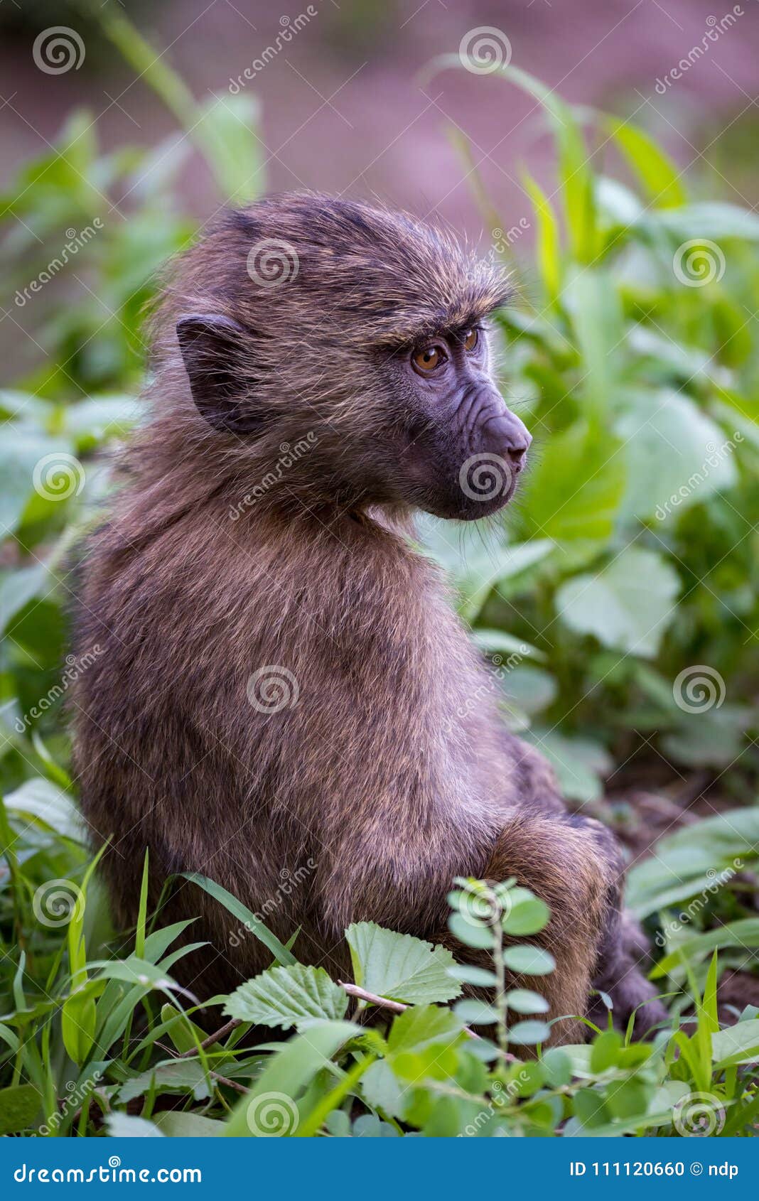 Baby Olive Baboon Staring with Mouth Closed Stock Photo - Image of ...