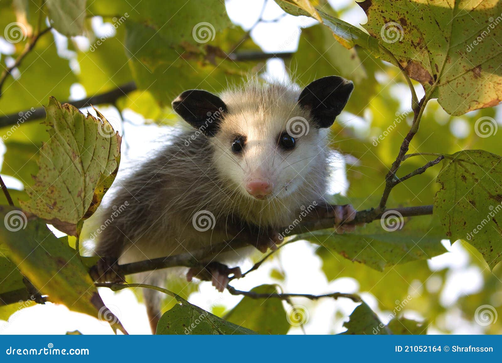Baby Opossum stock photo. Image of possum, hairy, tree - 21052164
