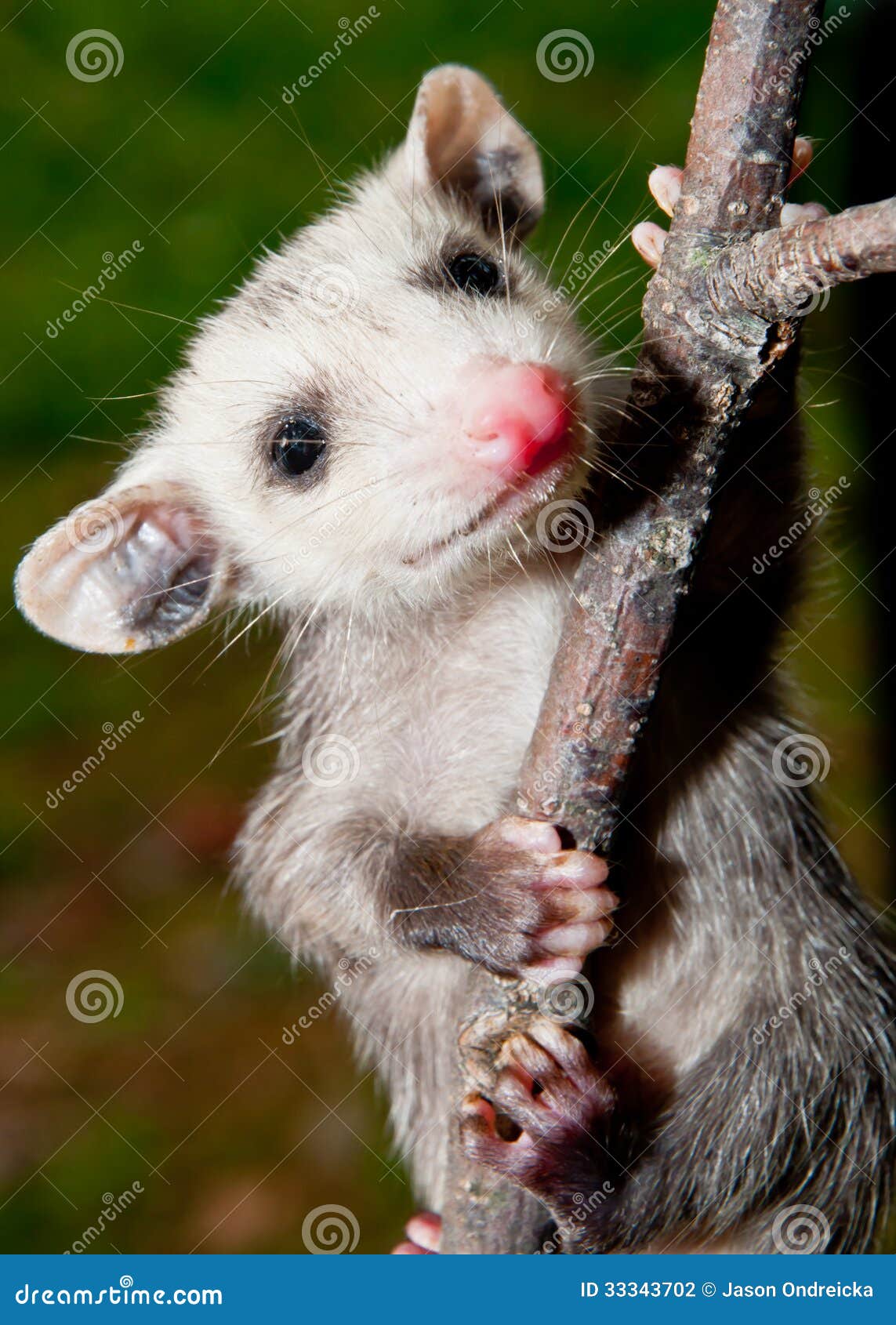 Baby Opossum stock photo. Image of hair, detail, feet - 33343702