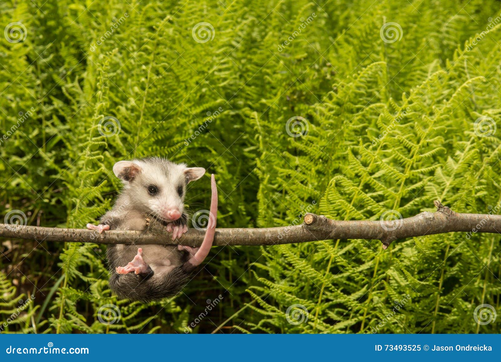 Baby Opossum stock image. Image of didelphis, amazing - 73493525