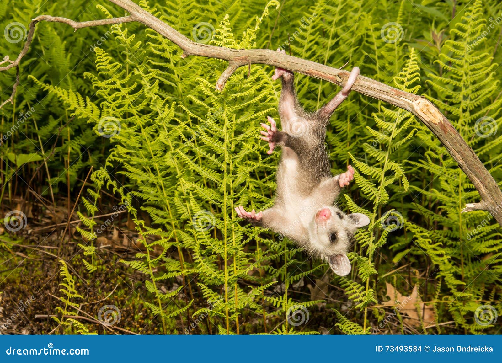 Baby Opossum stock photo. Image of ecology, curious, baby - 73493584