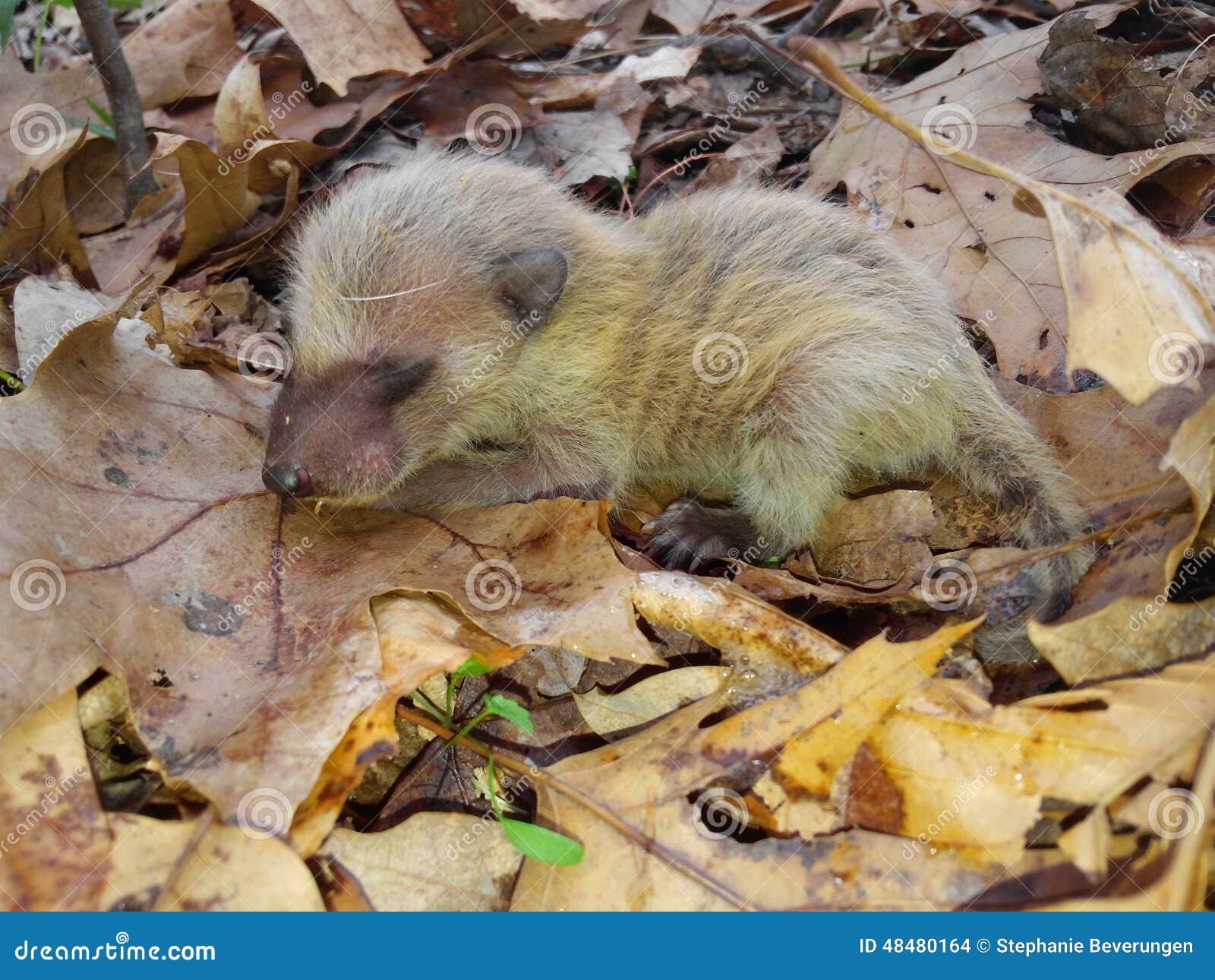 Baby Opossum stock photo. Image of fell, rodent, outside - 48480164