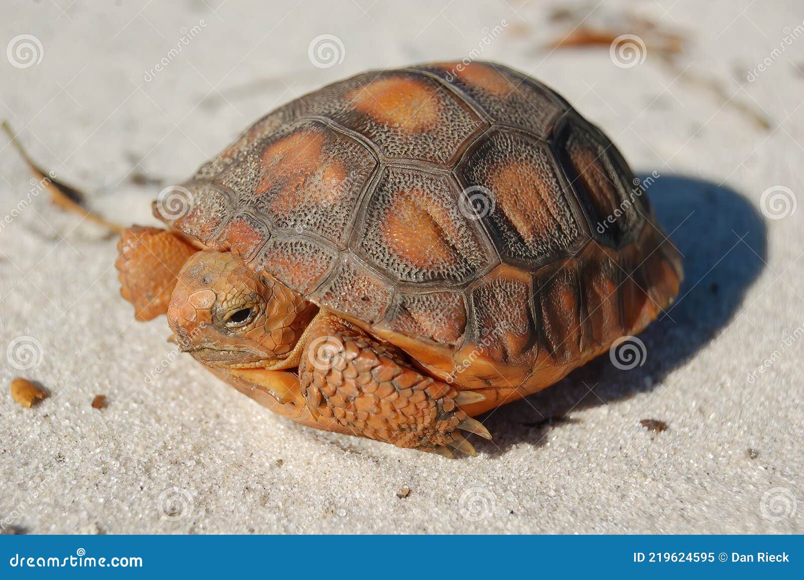 Florida Gopher Tortoise Gopherus Polyphemus Royalty-Free Stock ... Florida Gopher Tortoise Gopherus Polyphemus Royalty-Free Stock ...