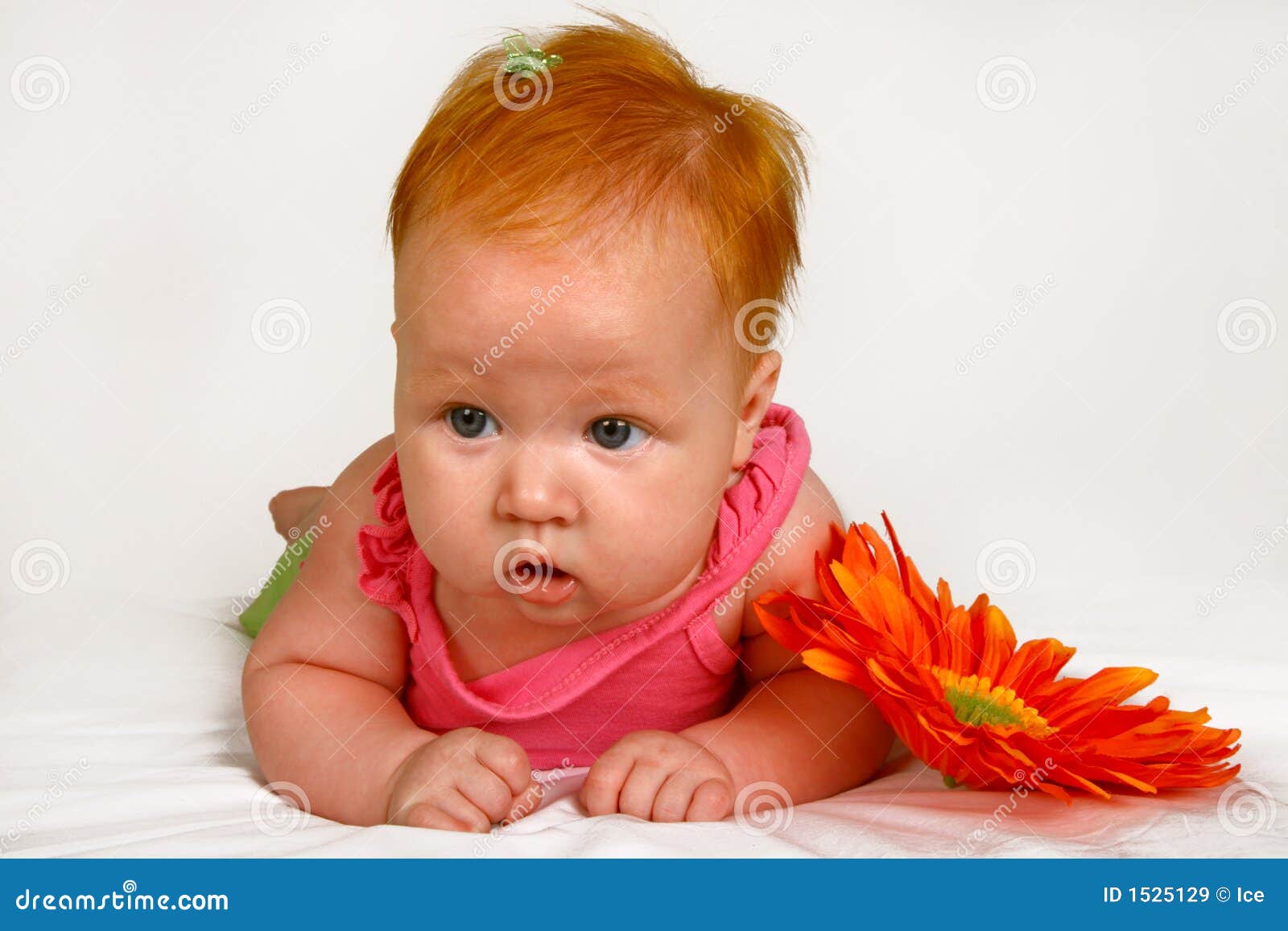 Baby Orange Daisy stock image. Image of motherhood, blue - 1525129