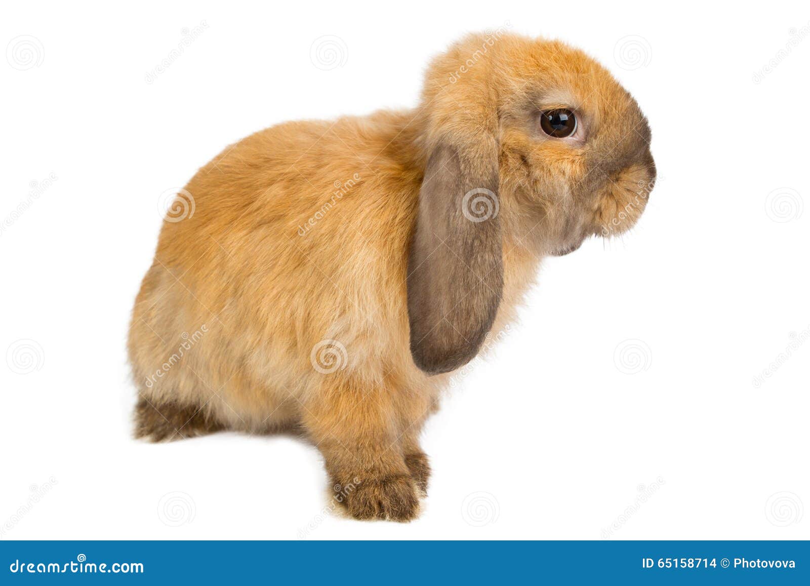 Baby of orange rabbit stock photo. Image of eating, grey - 65158714