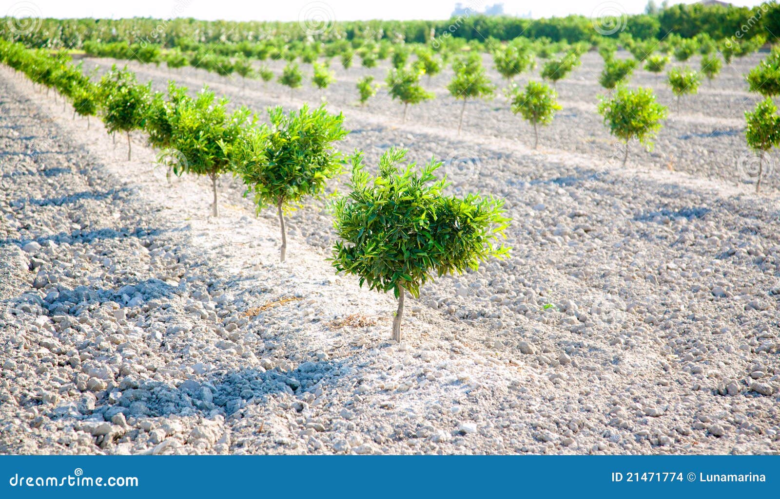 Baby Orange Tree Field in a Row Stock Photo - Image of lifestyle ...