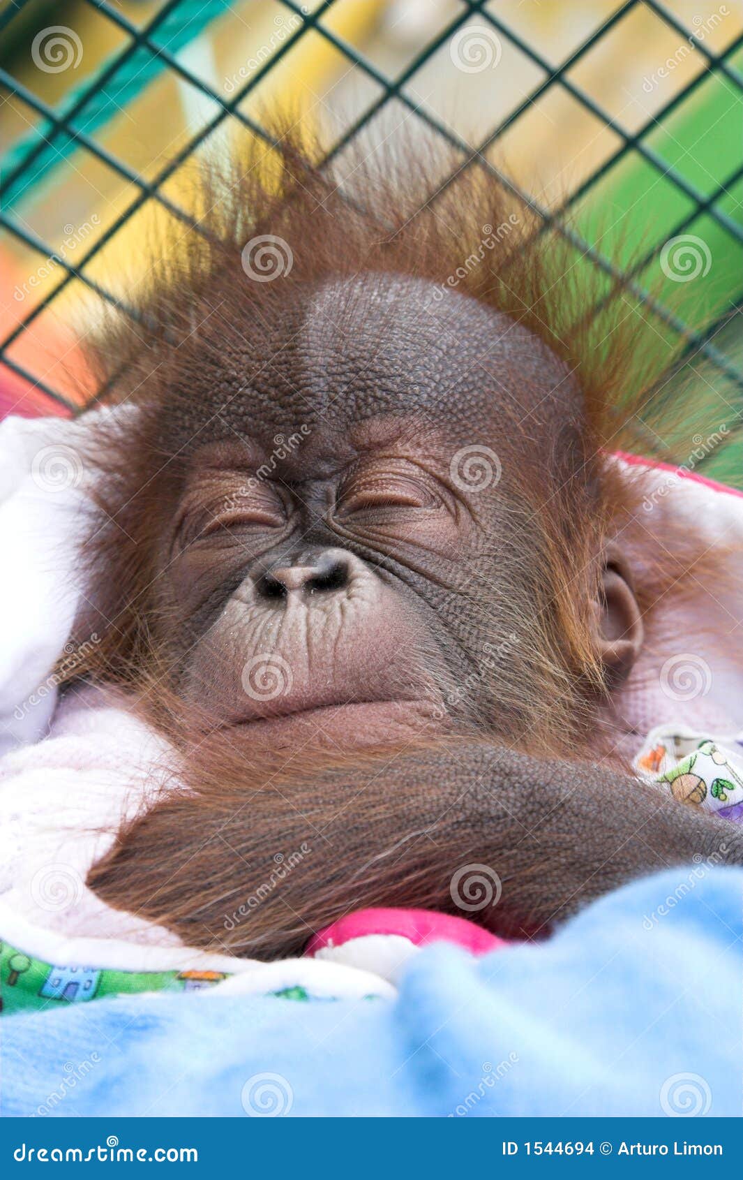 Baby orangutan stock photo. Image of behavior, cute, face - 1544694