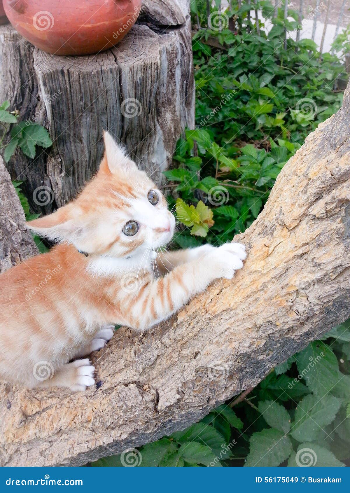 Baby orphan cat stock image. Image of animal, mouth, clamping - 56175049