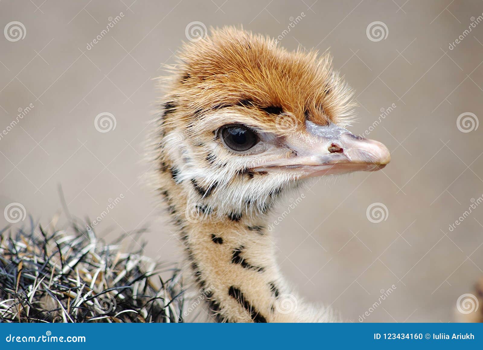 Baby Ostrich Chick with Distinctive Spots . Close-up Head Stock Photo ...
