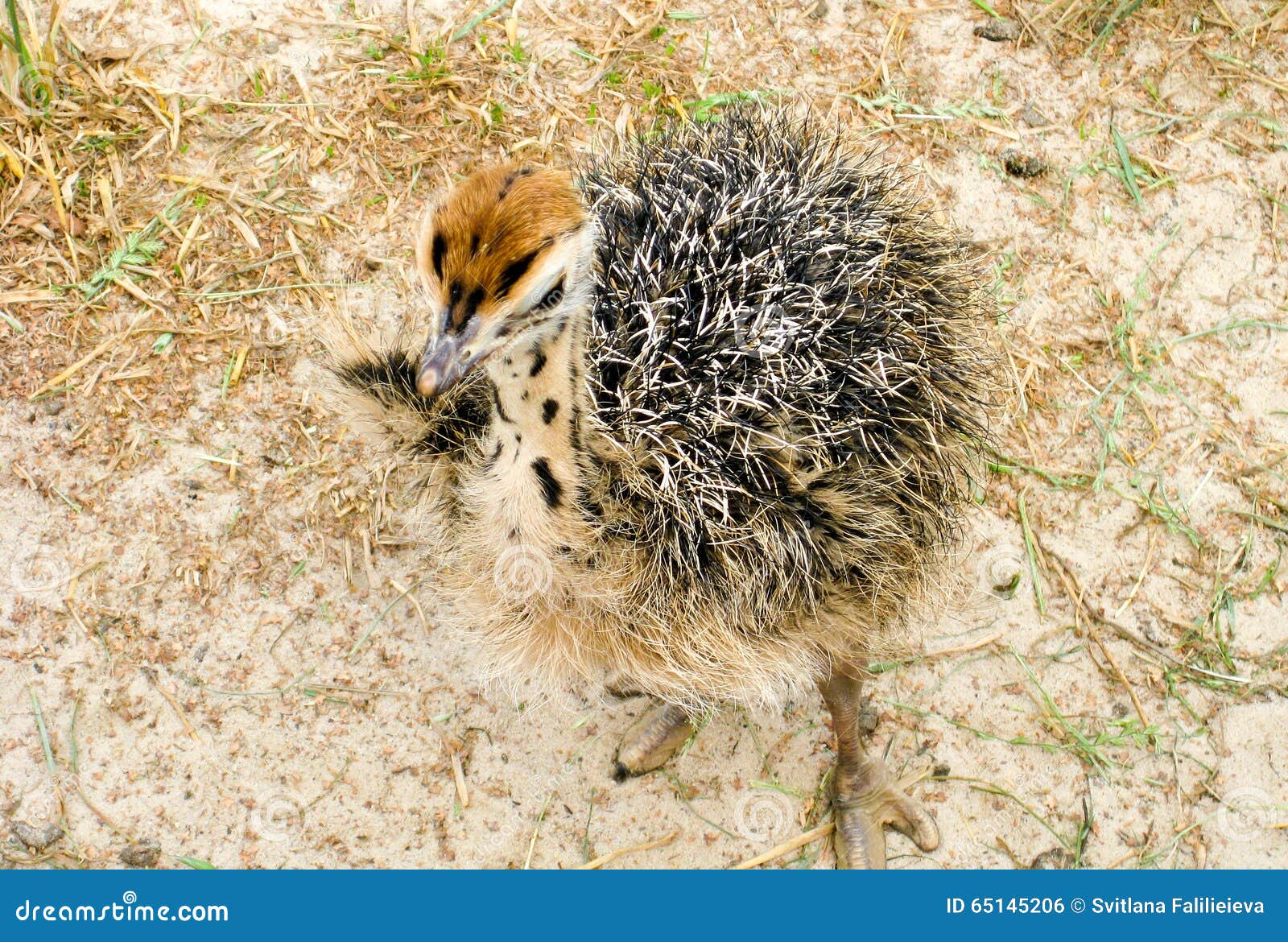 Baby ostrich stock photo. Image of thorns, farm, ground - 65145206