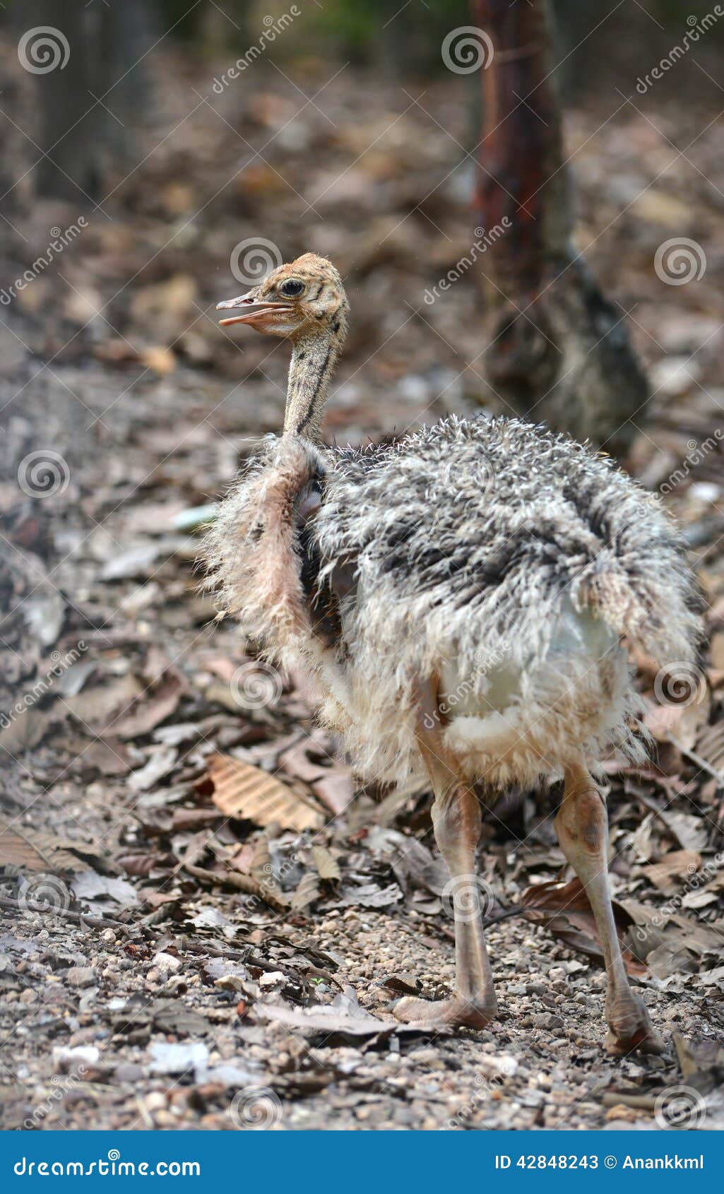 Baby ostrich stock image. Image of looking, wild, beak - 42848243