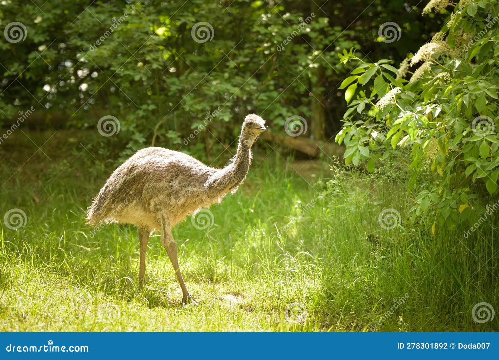 Baby of Ostrich in the Zoo Enclosure Stock Photo - Image of grass ...