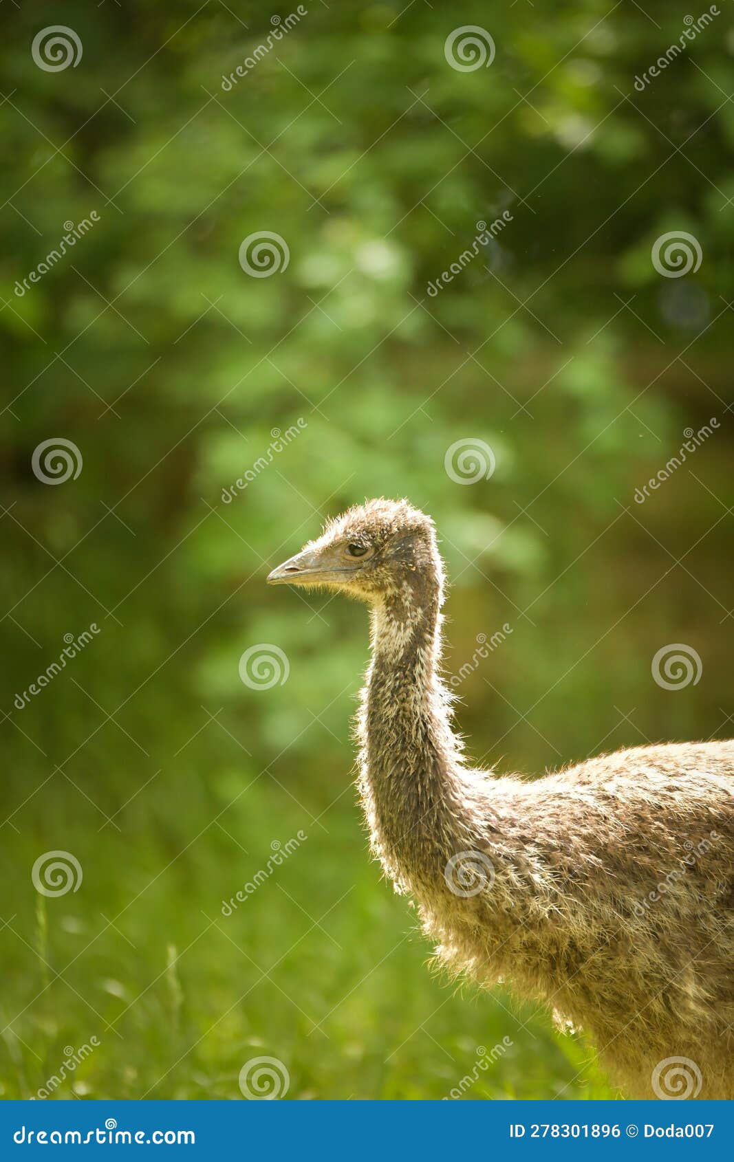 Baby of Ostrich in the Zoo Enclosure Stock Photo - Image of green ...