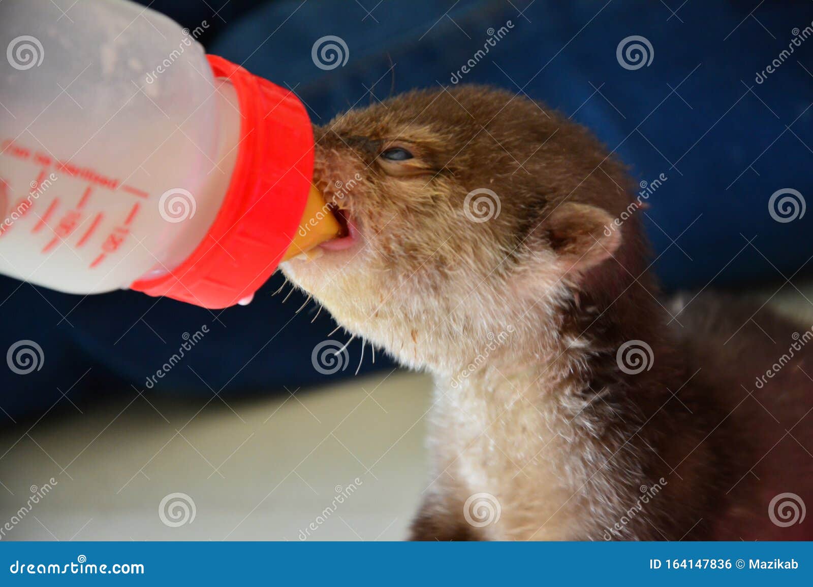 Baby otter stock photo. Image of eurasian, otter, brown - 164147836
