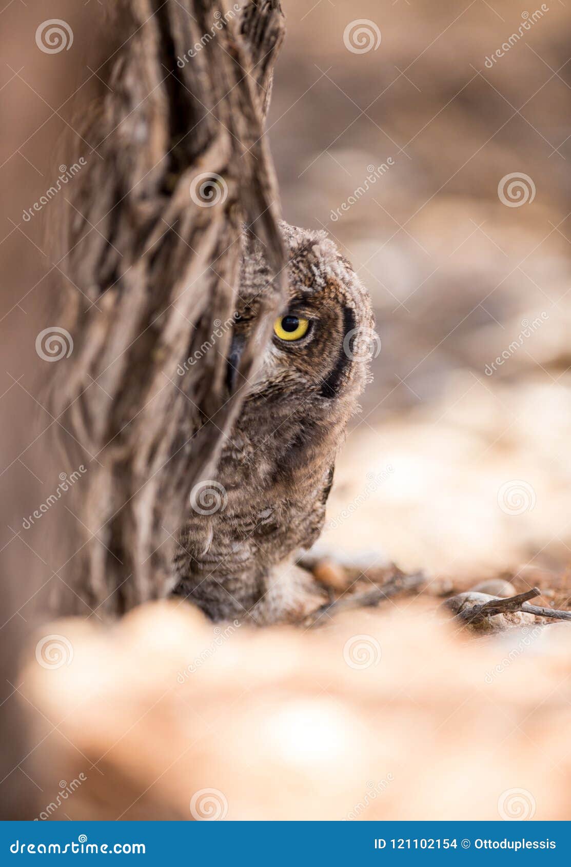 Baby owl behind tree stock photo. Image of yellow, baby - 121102154