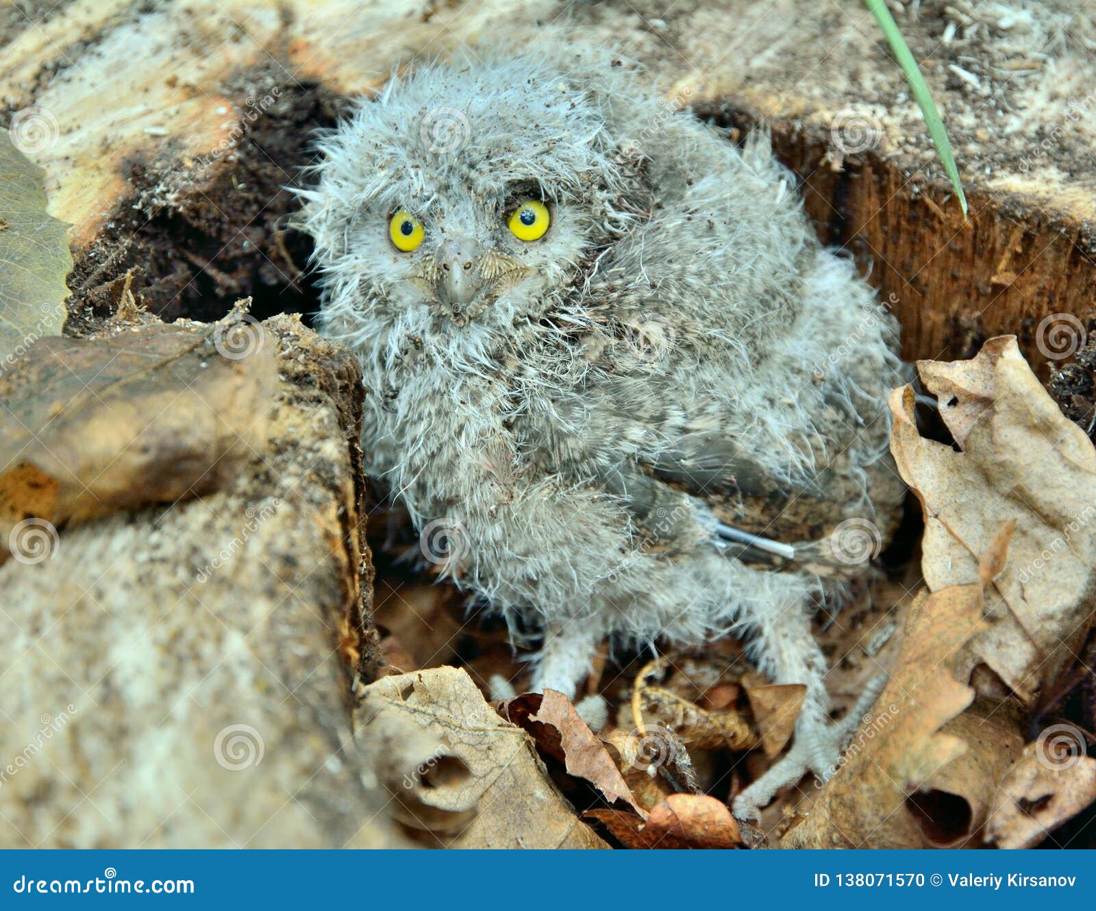 Baby of owl 3 stock photo. Image of nestling, wildlife - 138071570