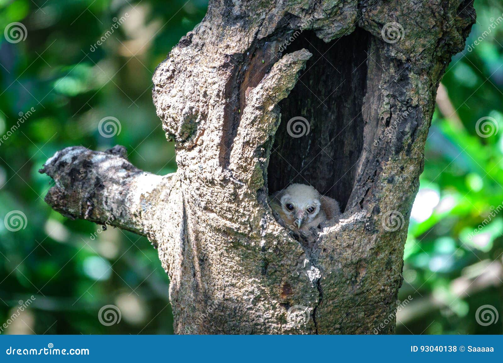 Baby Owls inside tree hole stock photo. Image of grant - 93040138
