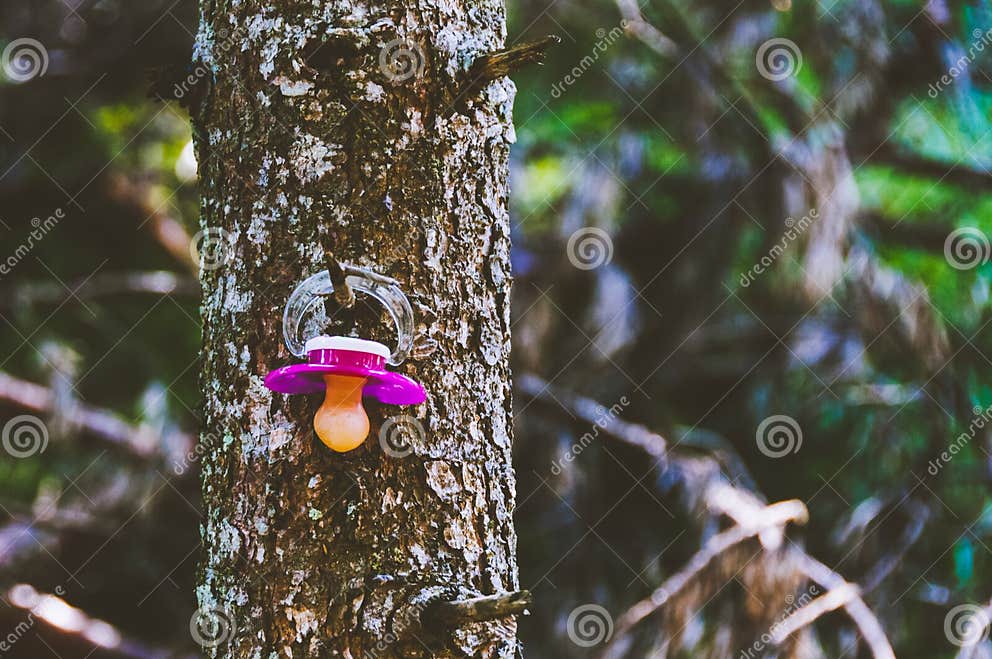 Pacifier hanging on a tree stock photo. Image of tree - 108915608