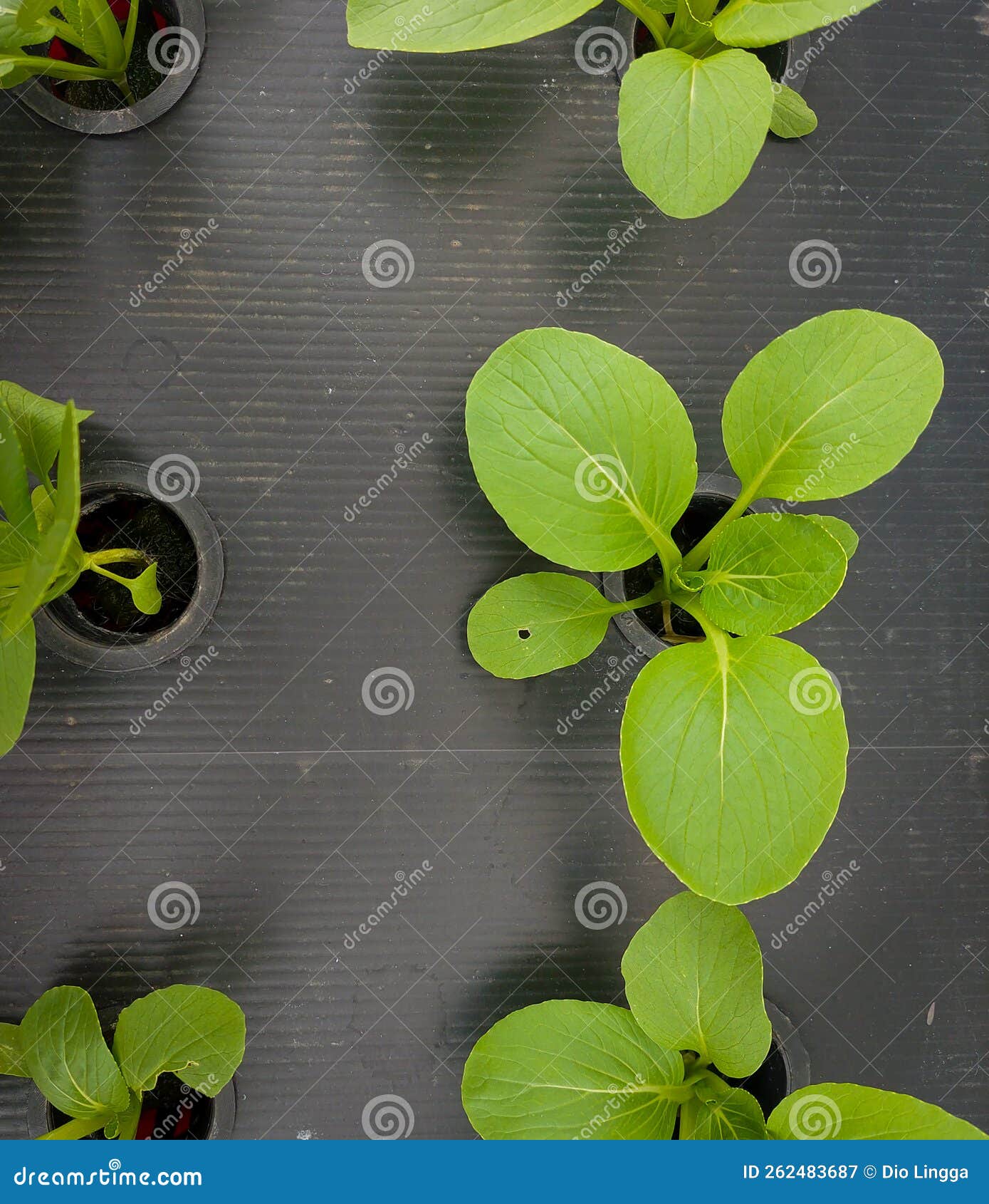 Baby Packcoy Stock Photos - Free & Royalty-Free Stock Photos from ...