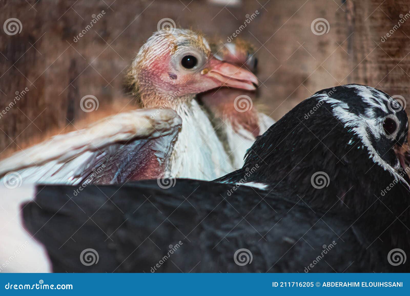 Paigon Stock Photos - Free & Royalty-Free Stock Photos from Dreamstime